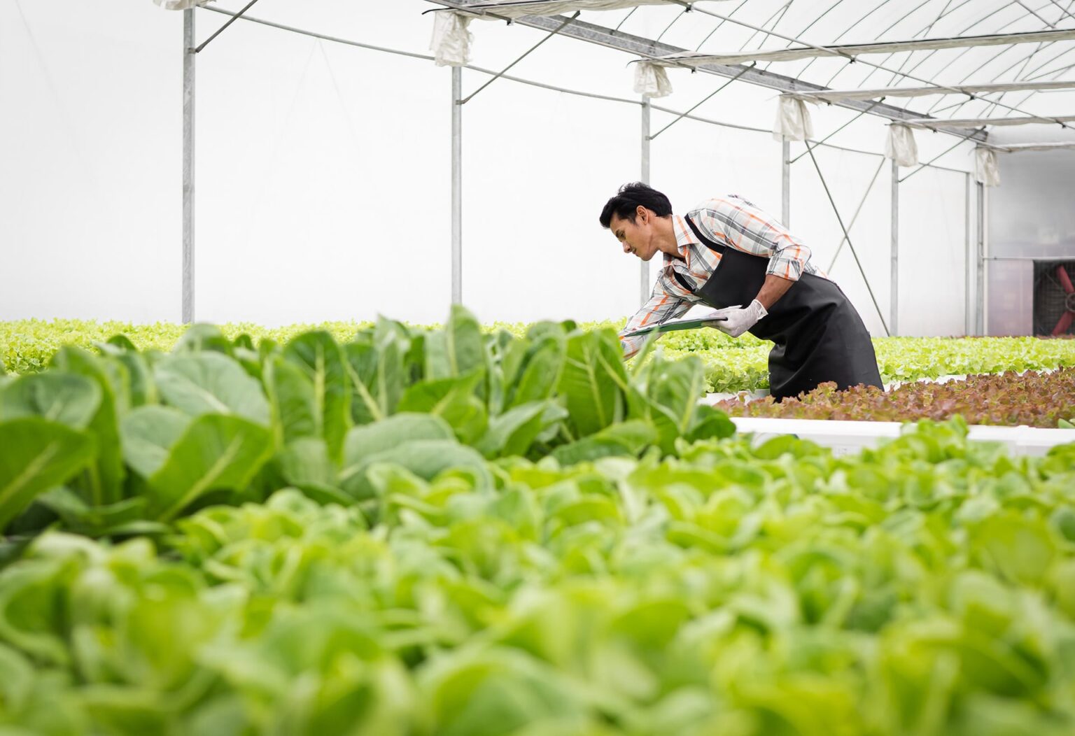 Join IPPS - IPPS International